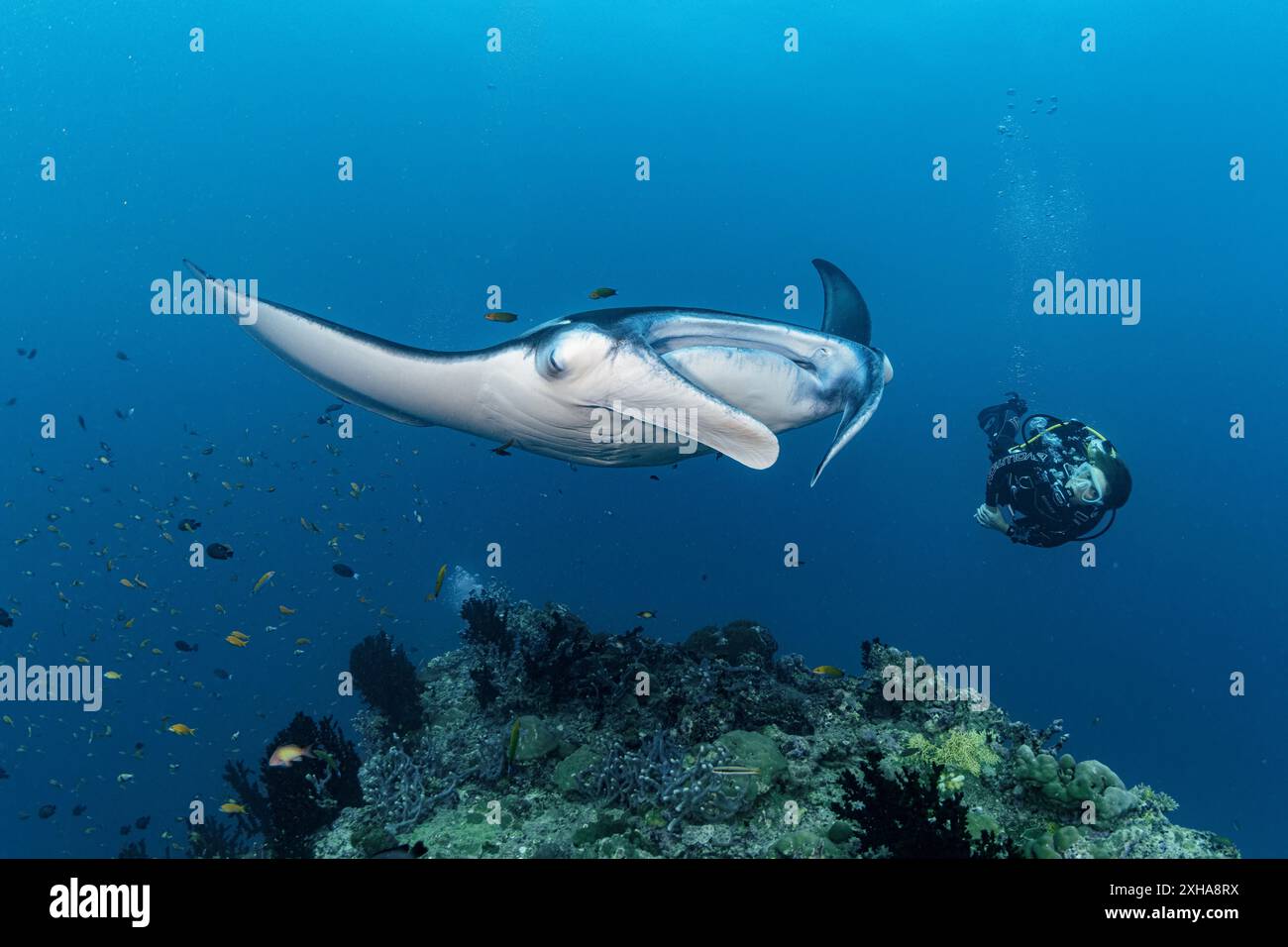 reef manta ray, Mobula alfredi, visiting a cleaning station, and scuba ...
