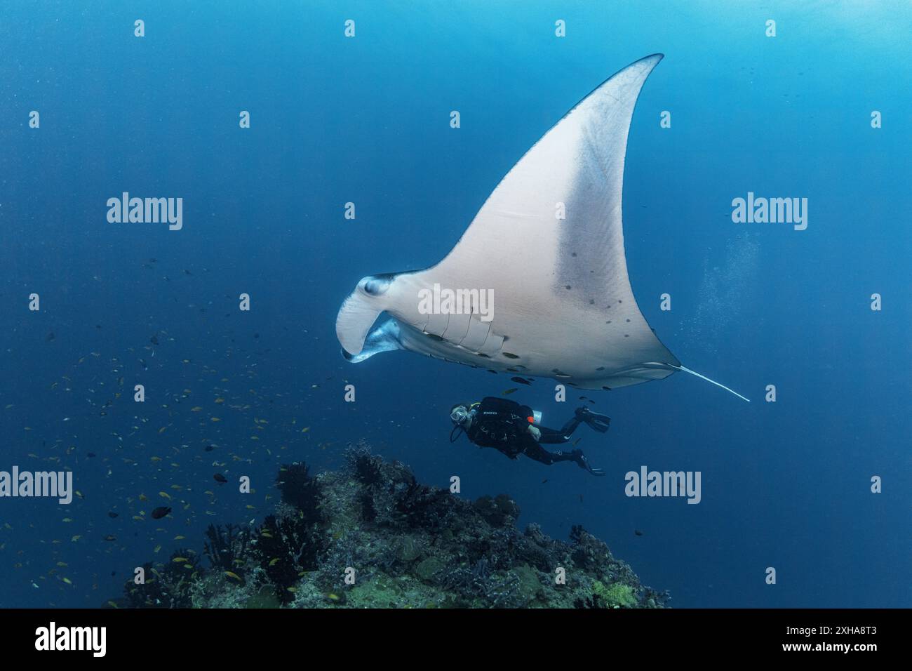reef manta ray, Mobula alfredi, visiting a cleaning station, and scuba ...