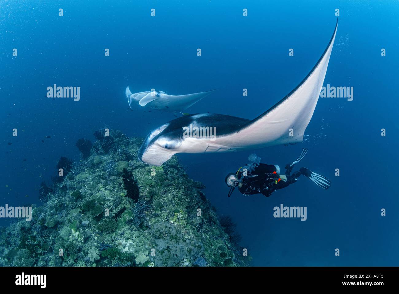reef manta ray, Mobula alfredi, visiting a cleaning station, and scuba ...