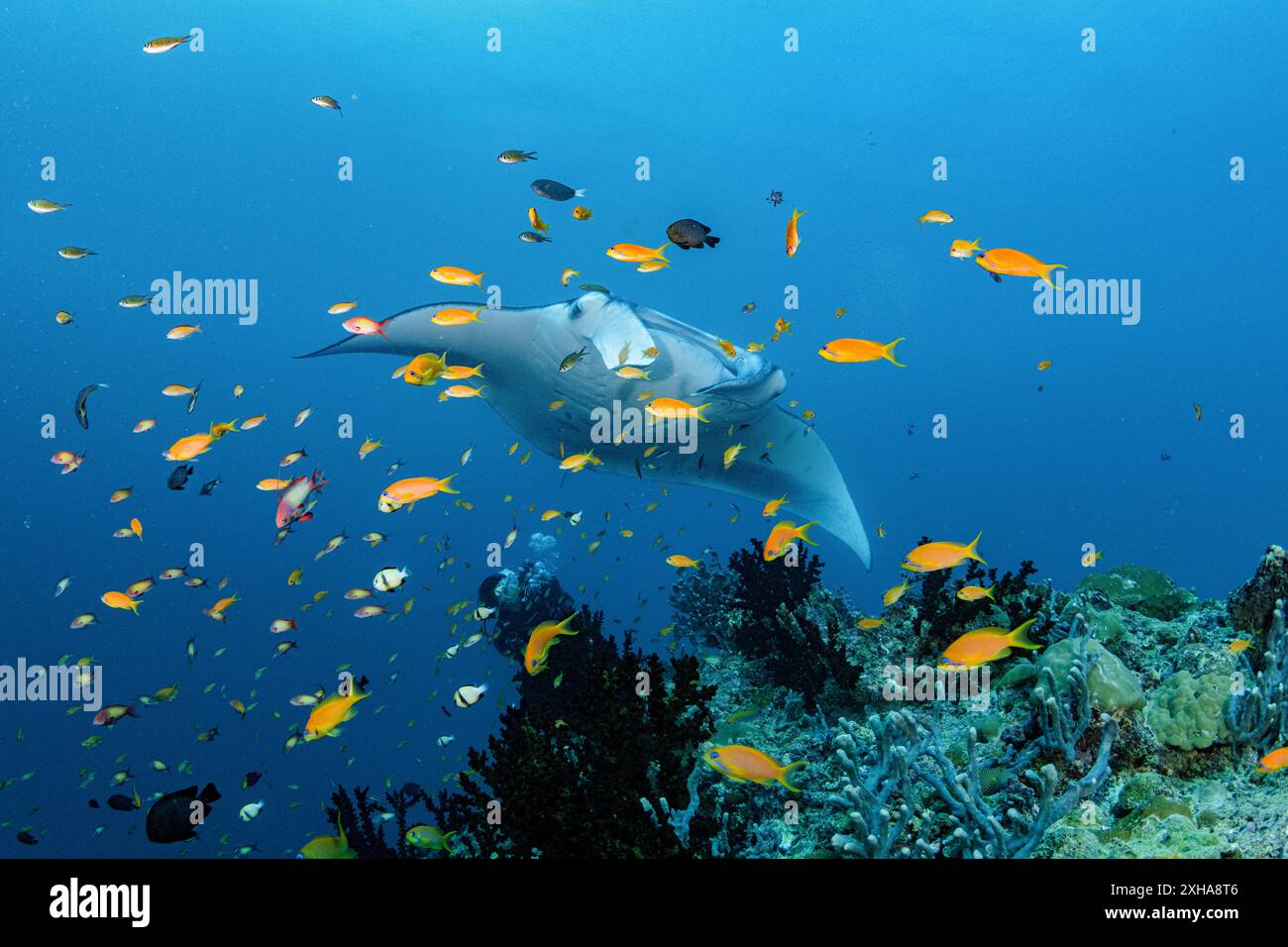 reef manta ray, Mobula alfredi, visiting a cleaning station, Baa Atoll ...