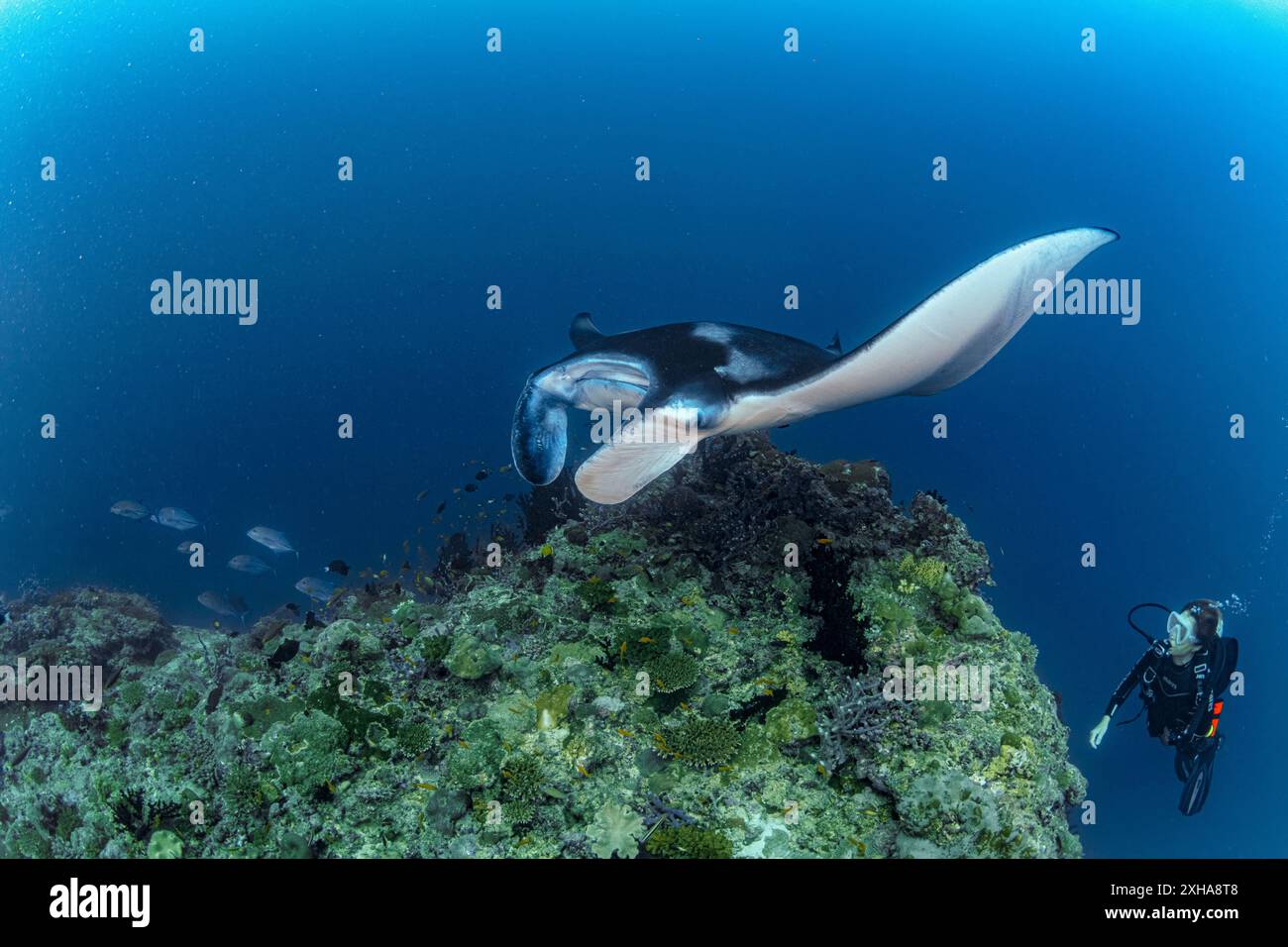 reef manta ray, Mobula alfredi, visiting a cleaning station, and scuba ...