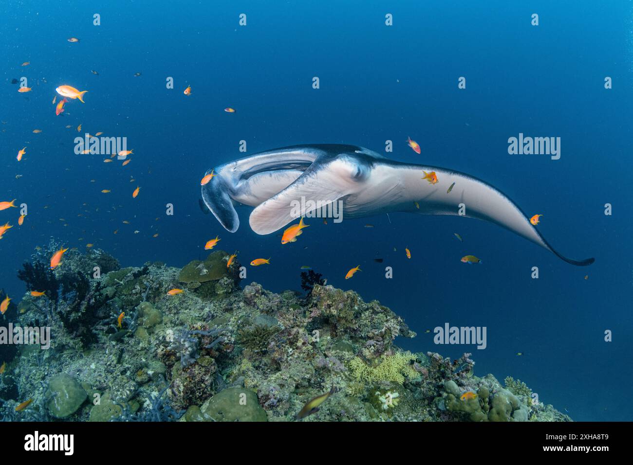 reef manta ray, Mobula alfredi, visiting a cleaning station, Baa Atoll ...