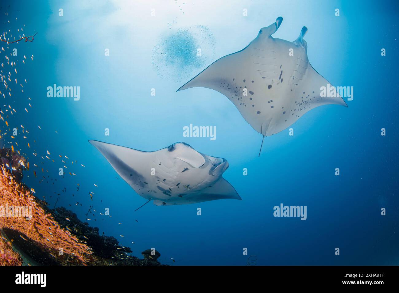 reef manta ray, Mobula alfredi, visiting a cleaning station, Baa Atoll ...