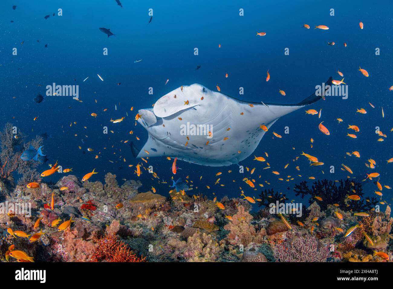 reef manta ray, Mobula alfredi, visiting a cleaning station, Baa Atoll ...
