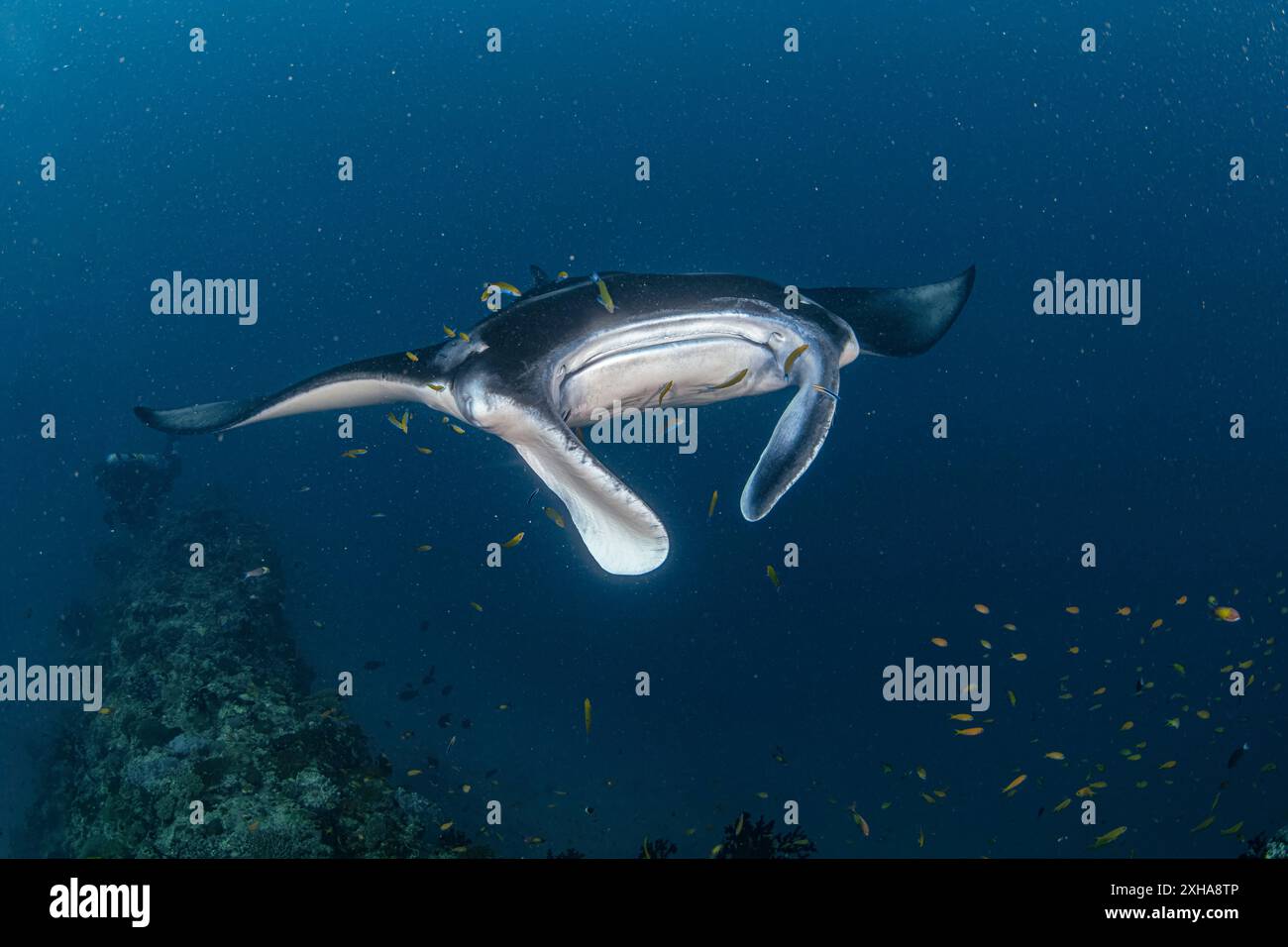 reef manta ray, Mobula alfredi, visiting a cleaning station, Baa Atoll ...