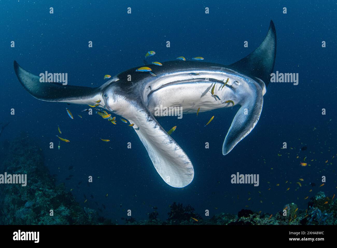 reef manta ray, Mobula alfredi, visiting a cleaning station, Baa Atoll ...