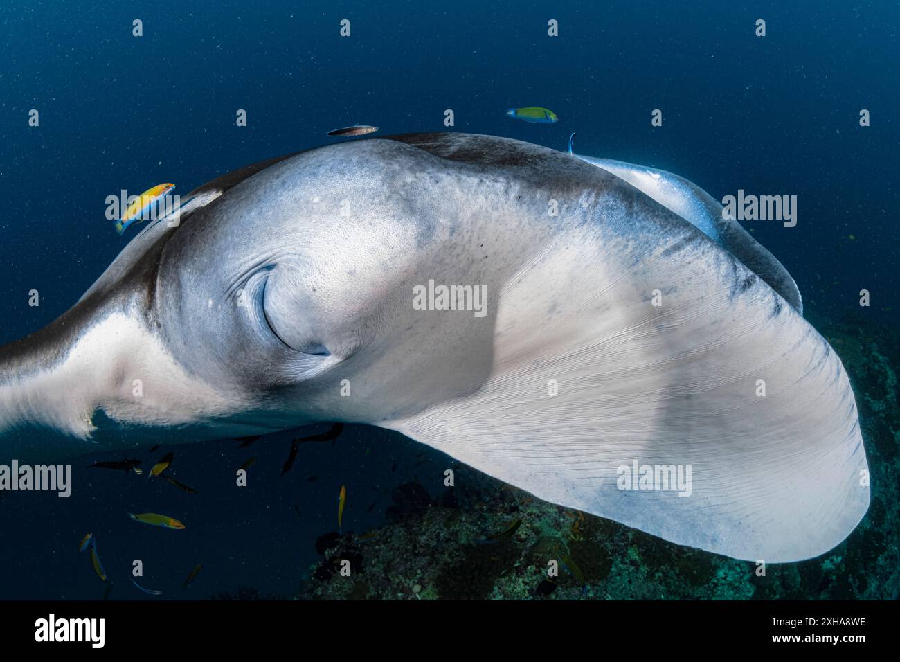 reef manta ray, Mobula alfredi, visiting a cleaning station, Baa Atoll ...