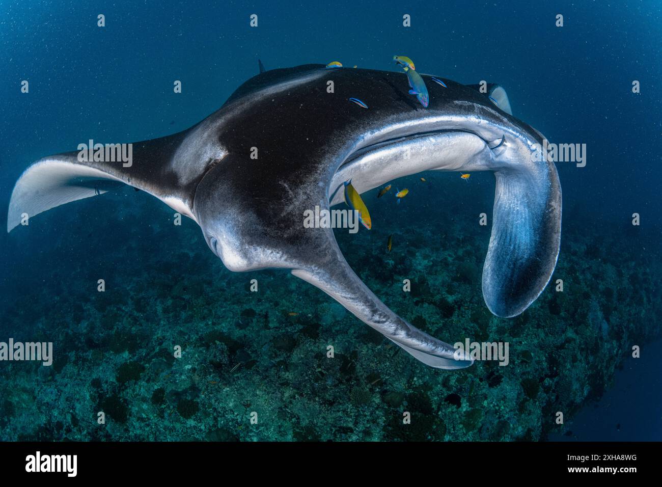 reef manta ray, Mobula alfredi, visiting a cleaning station, Baa Atoll ...