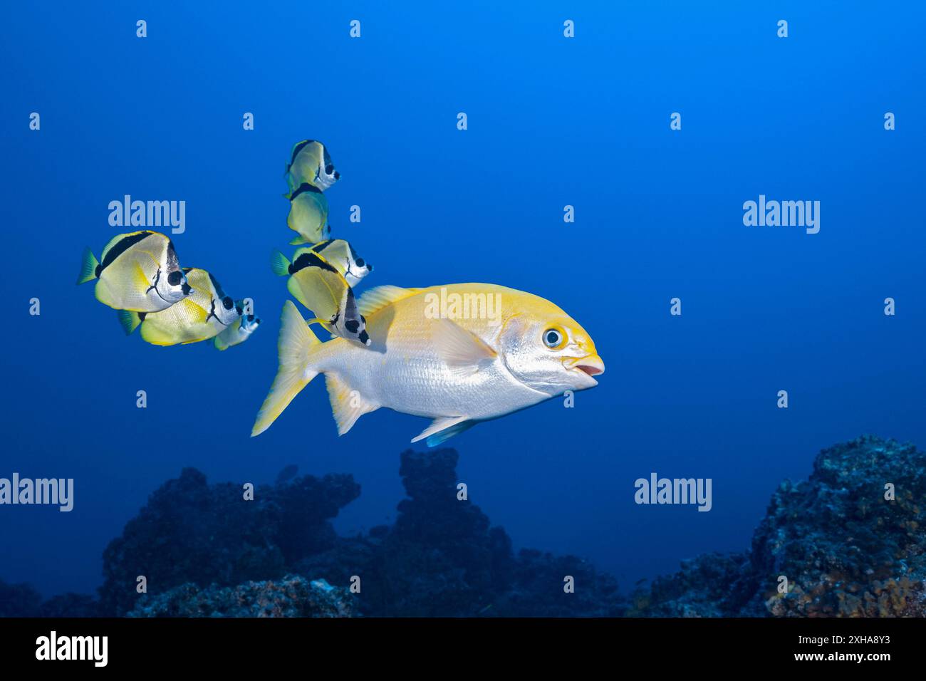 Blacknosed hi-res stock photography and images - Alamy