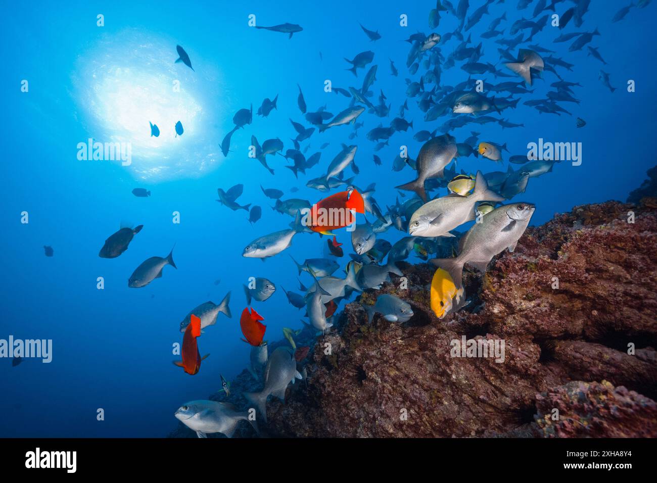 shoal of blue-bronze sea chub, Kyphosus analogus, Revillagigedo sea ...