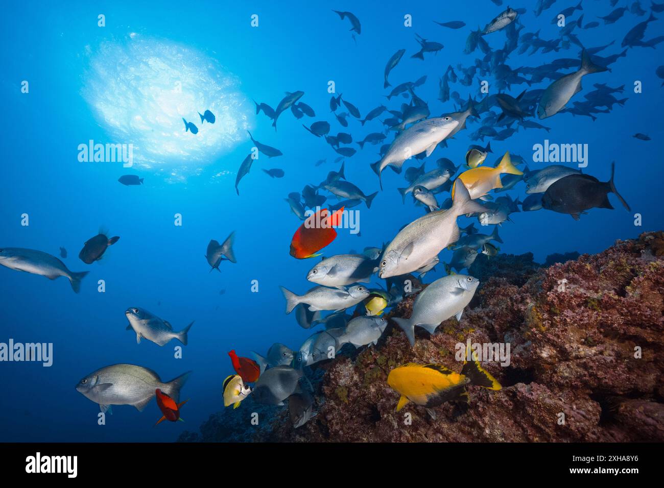 shoal of blue-bronze sea chub, Kyphosus analogus, Revillagigedo sea ...