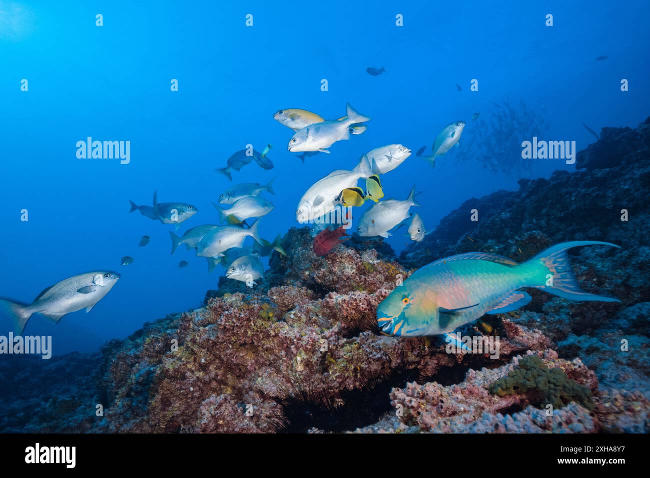 shoal of blue-bronze sea chub, Kyphosus analogus, Revillagigedo sea ...