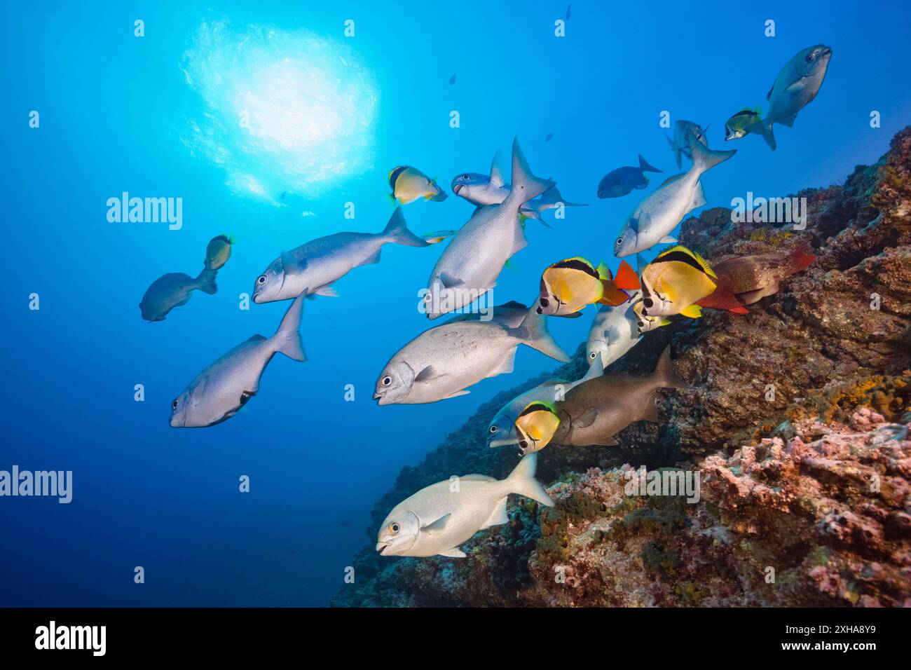 Chaetodontidae cleaning hi-res stock photography and images - Alamy
