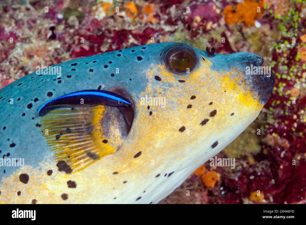 blackspotted puffer, dog-faced puffer, Arothron nigropunctatus, being ...