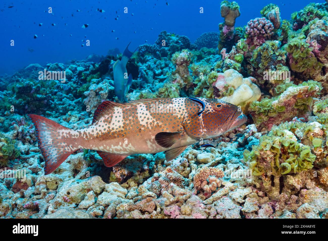 Coral trout hi-res stock photography and images - Alamy