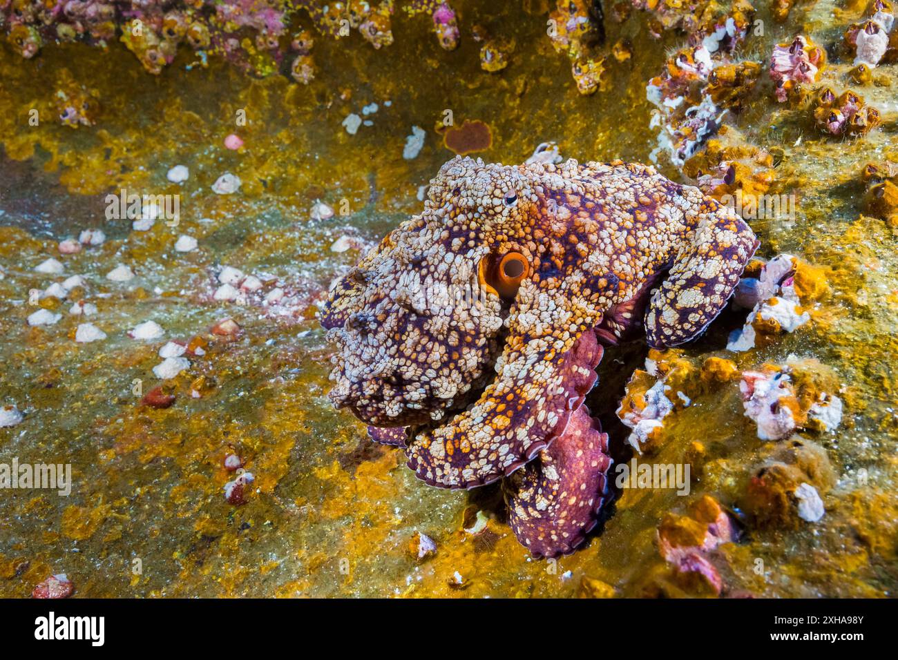 common octopus, Octopus vulgaris, Roca Partida, Revillagigedo Islands ...