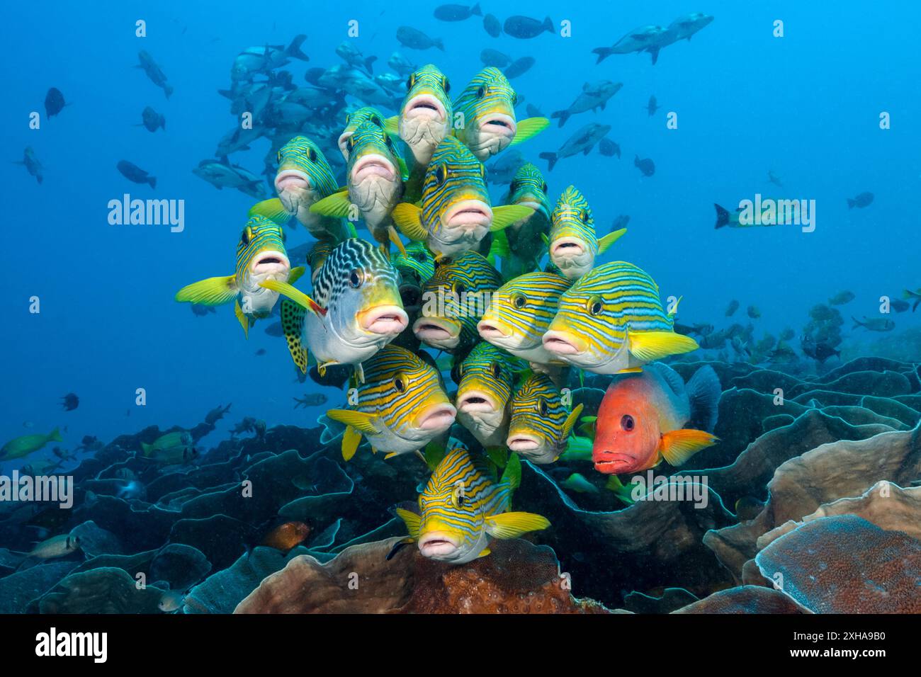 ribboned sweetlips, Plectorhinchus polytaenia, yellowbanded sweetlips ...