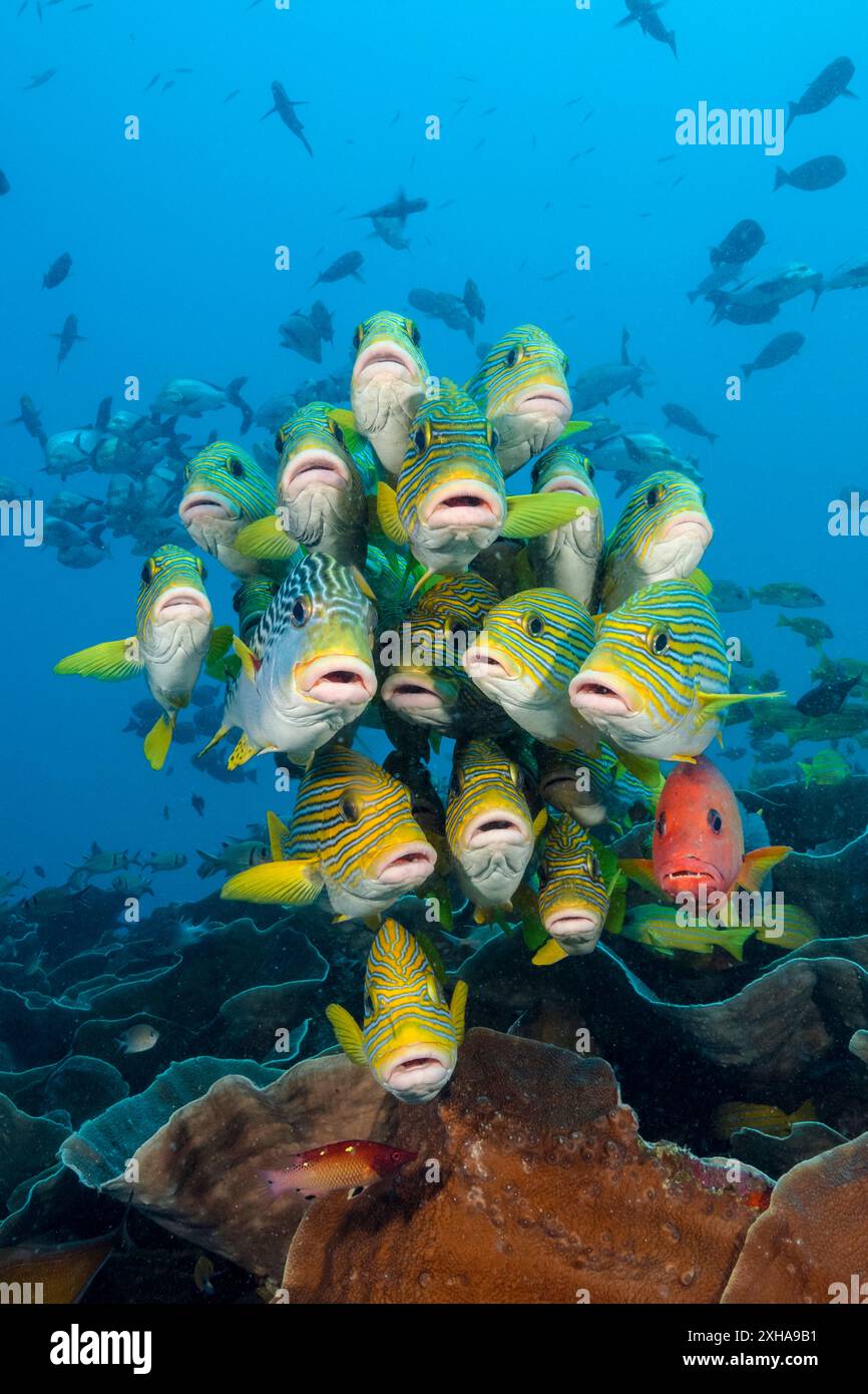 ribboned sweetlips, Plectorhinchus polytaenia, yellowbanded sweetlips ...