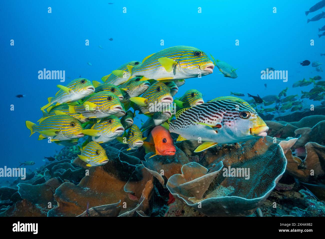 ribboned sweetlips, Plectorhinchus polytaenia, yellowbanded sweetlips ...