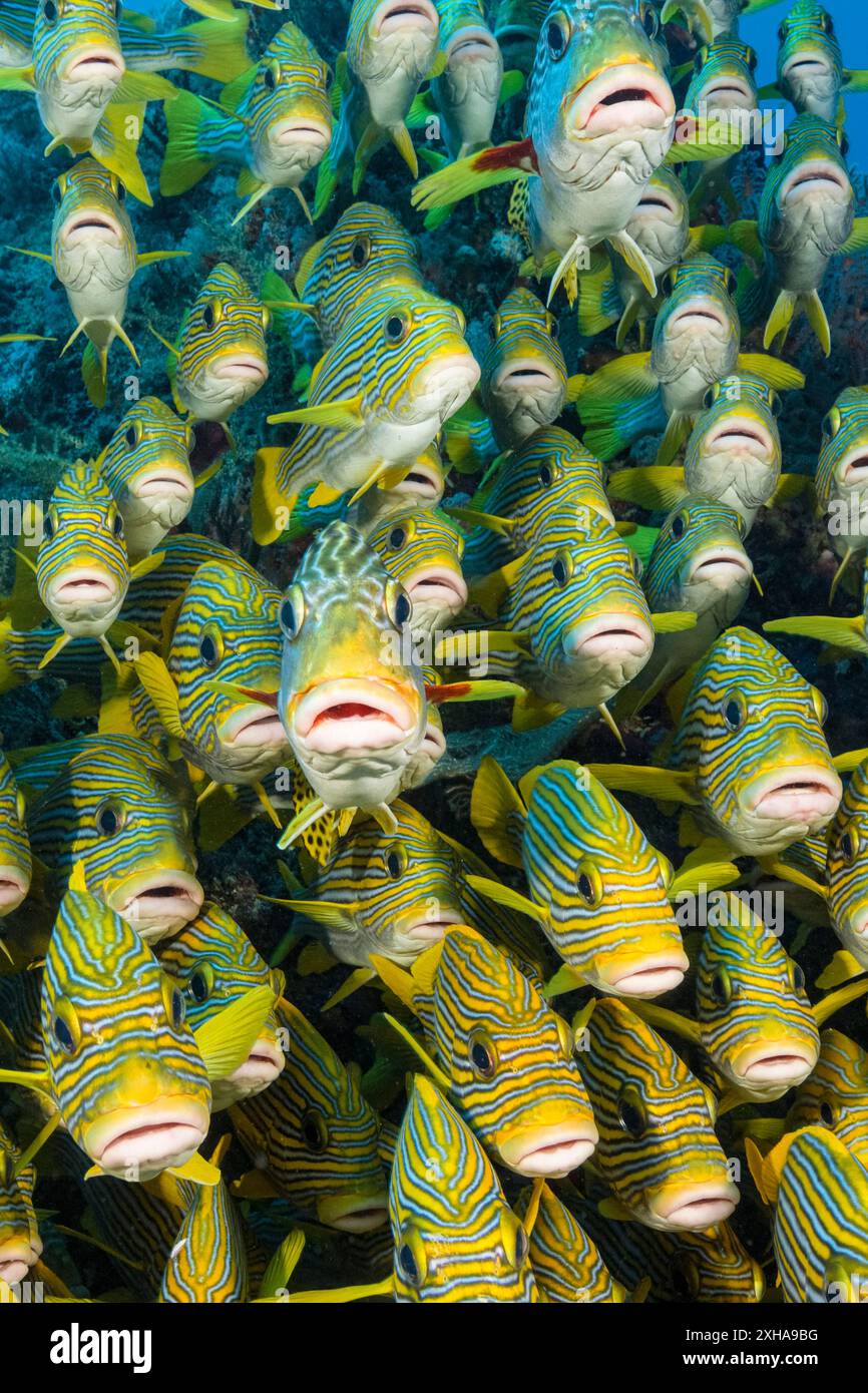 ribboned sweetlips, Plectorhinchus polytaenia, aka yellow-ribbon ...