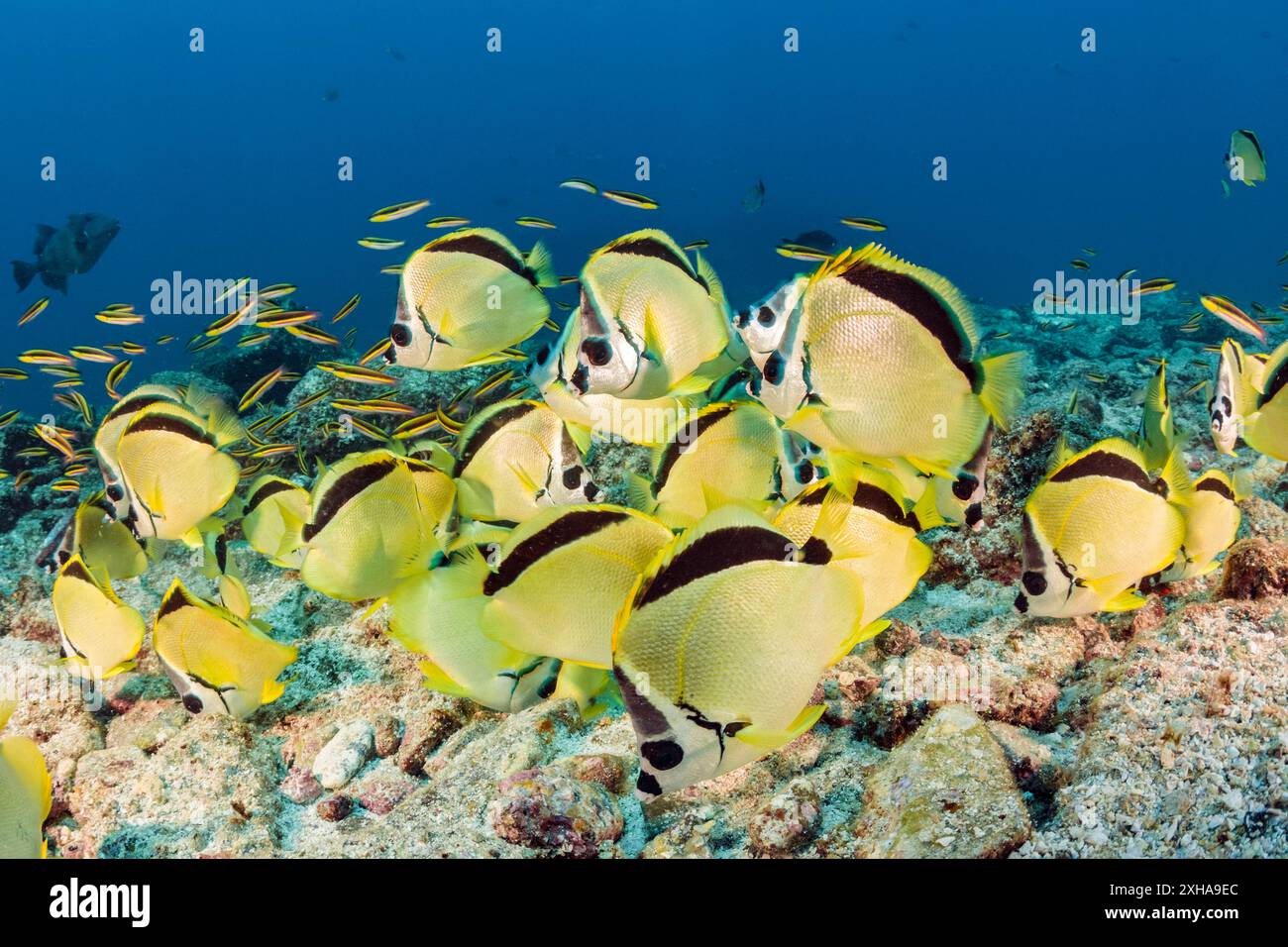 blacknosed butterflyfish or barberfish, Johnrandallia nigrirostris ...