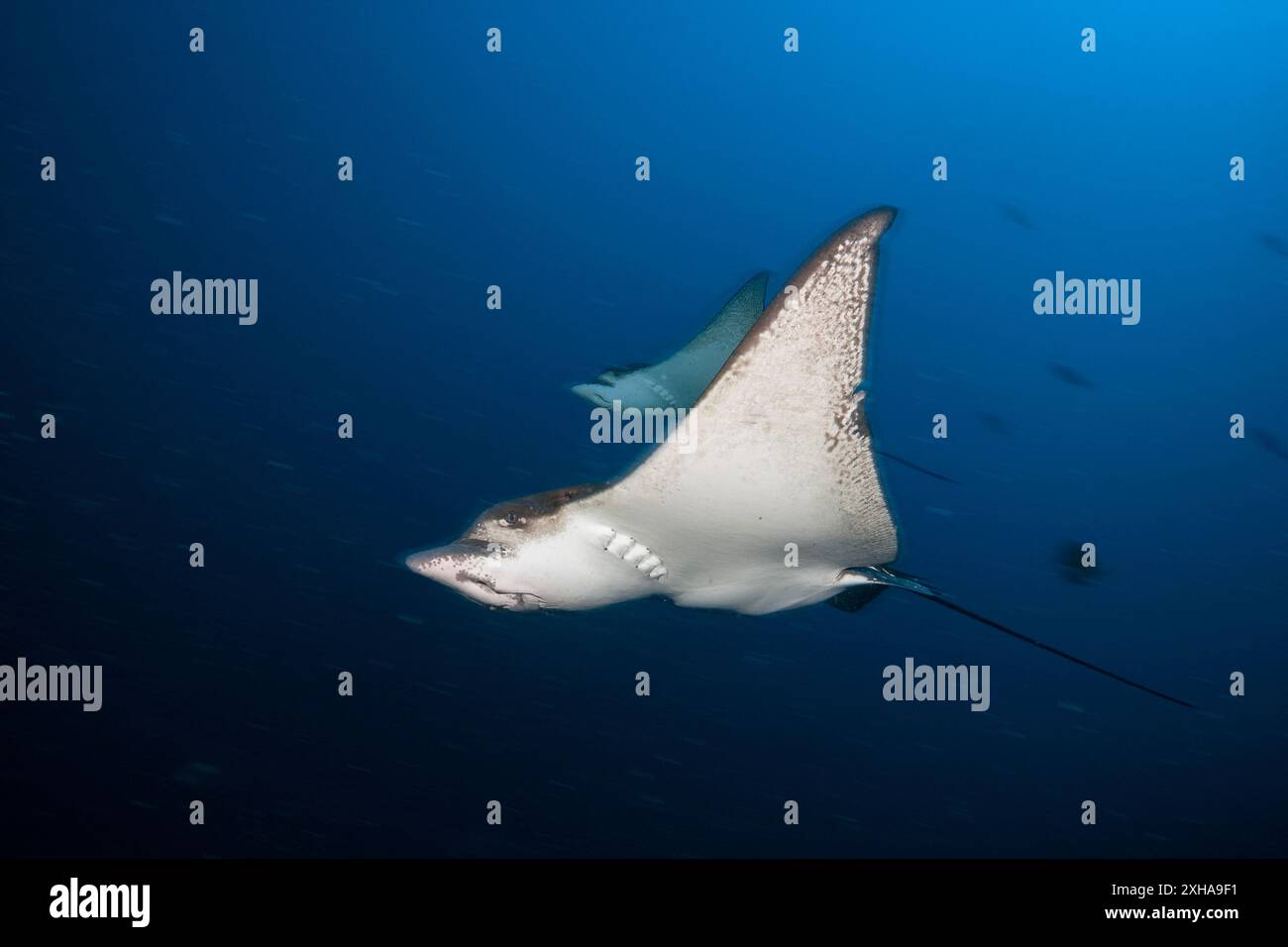 ocellated eagle ray or whitespotted eagle ray, Aetobatus ocellatus ...