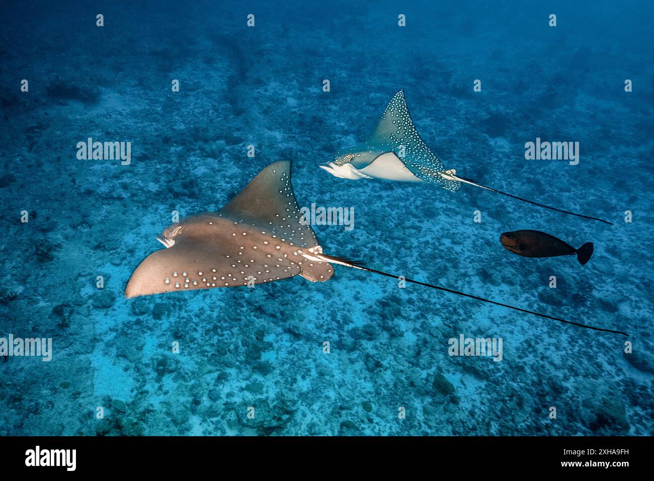 ocellated eagle ray or whitespotted eagle ray, Aetobatus ocellatus ...