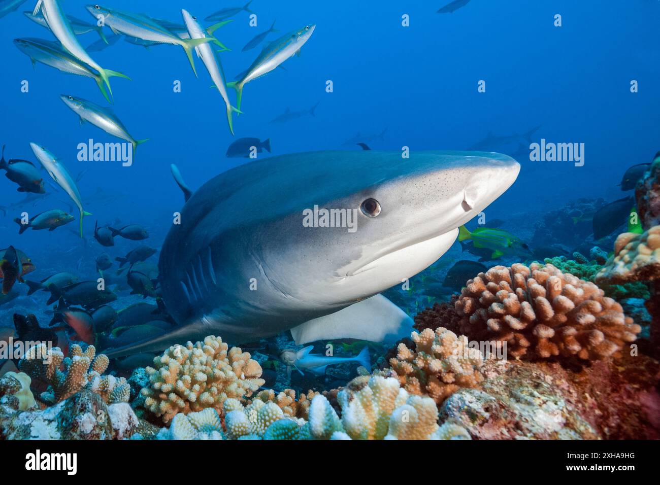 tiger shark, Galeocerdo cuvier, over coral reef, Tahiti, French ...