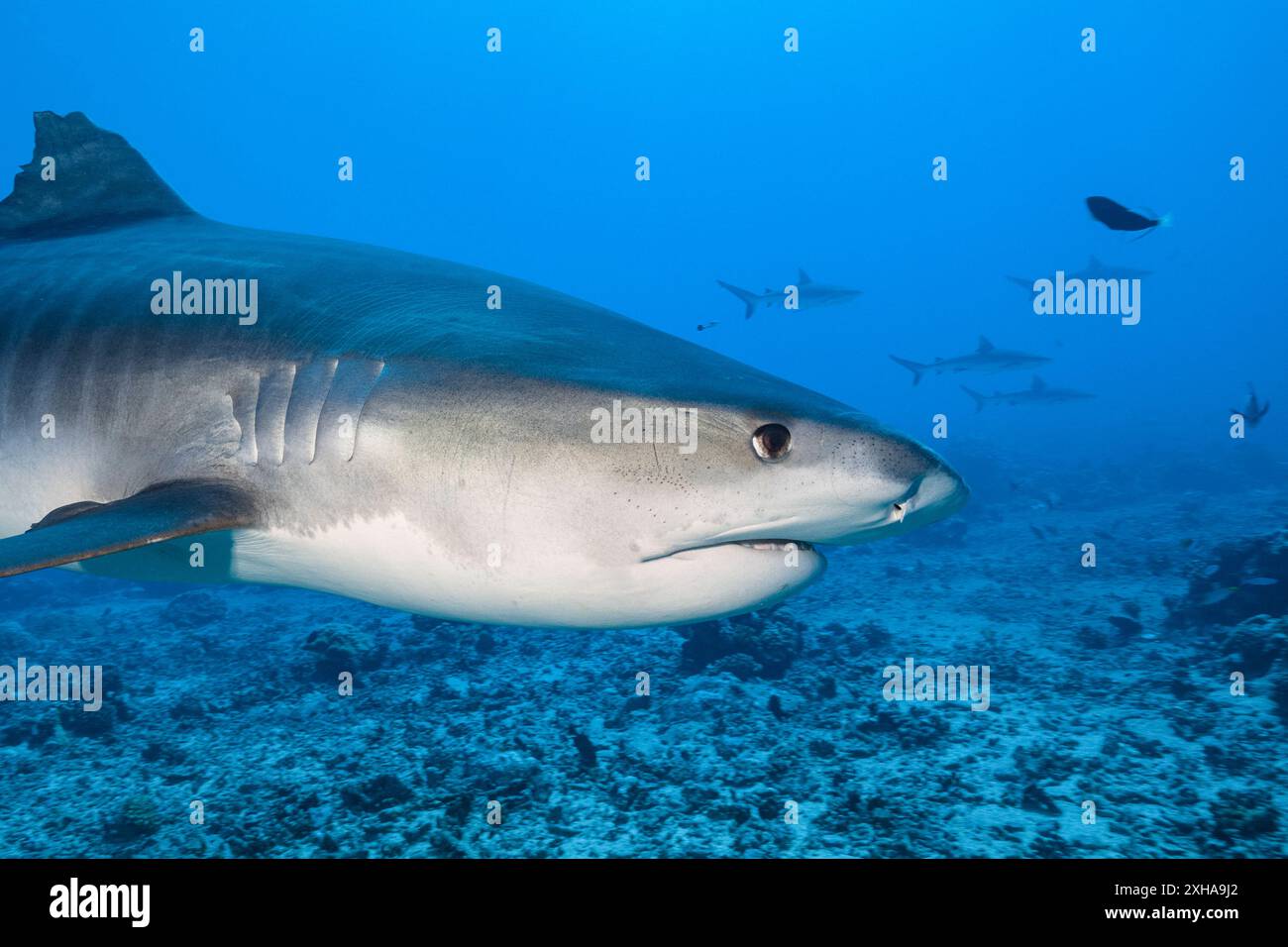 tiger shark, Galeocerdo cuvier, Moorea, French Polynesia, South Pacific ...