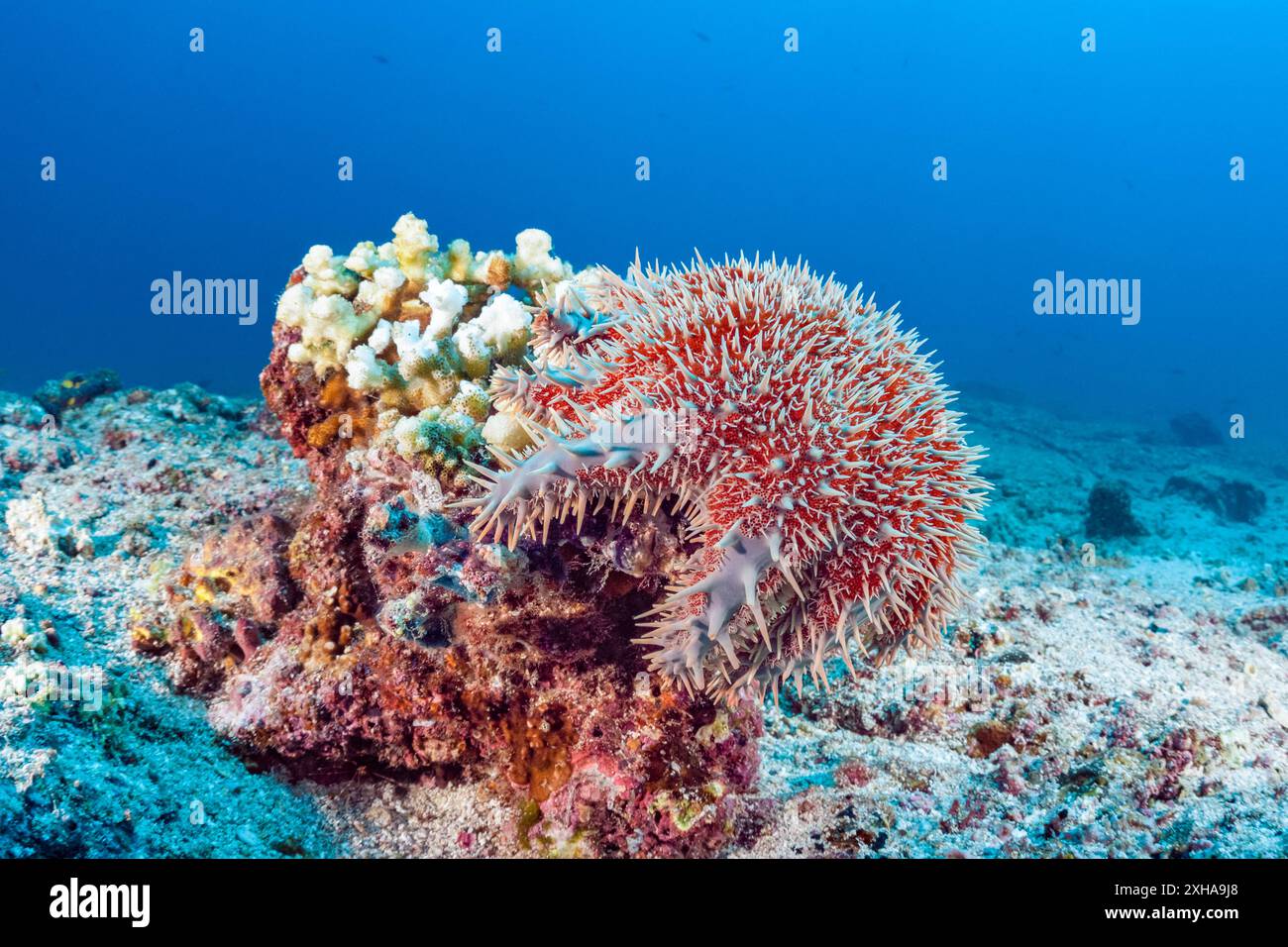 Panamic crown-of-thorns starfish, Acanthaster ellisii, La Paz, Baja ...