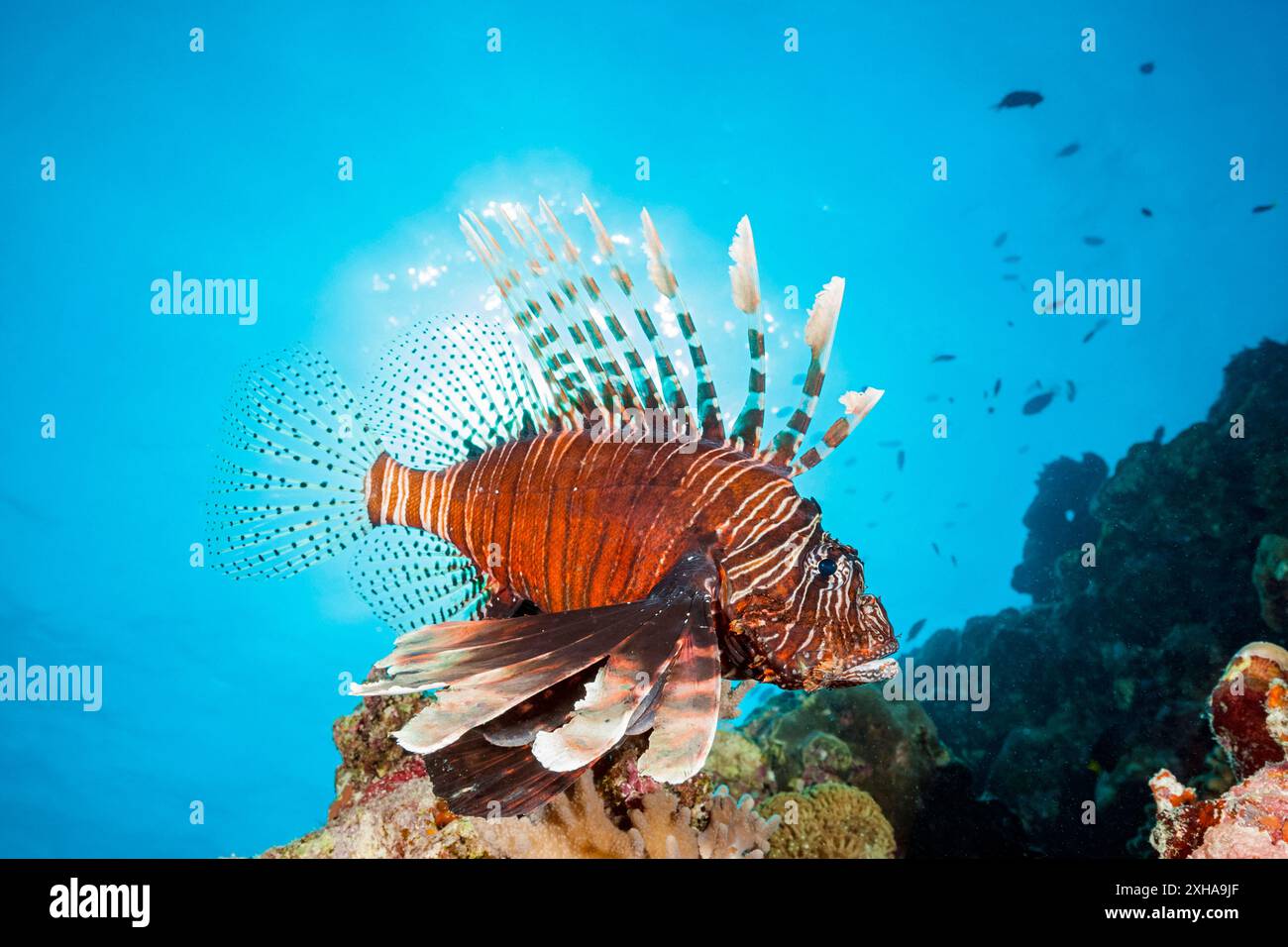 devil firefish, Pterois miles, Felidhu Atoll, Indian Ocean, Maldives ...