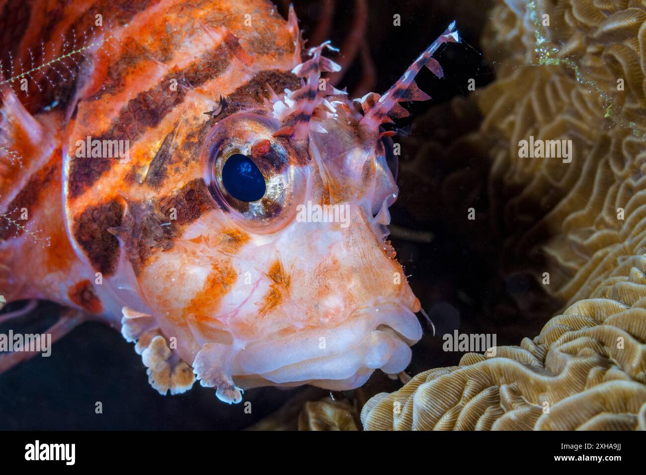 shortfin lionfish, dwarf lionfish, Dendrochirus brachypterus, Raja ...
