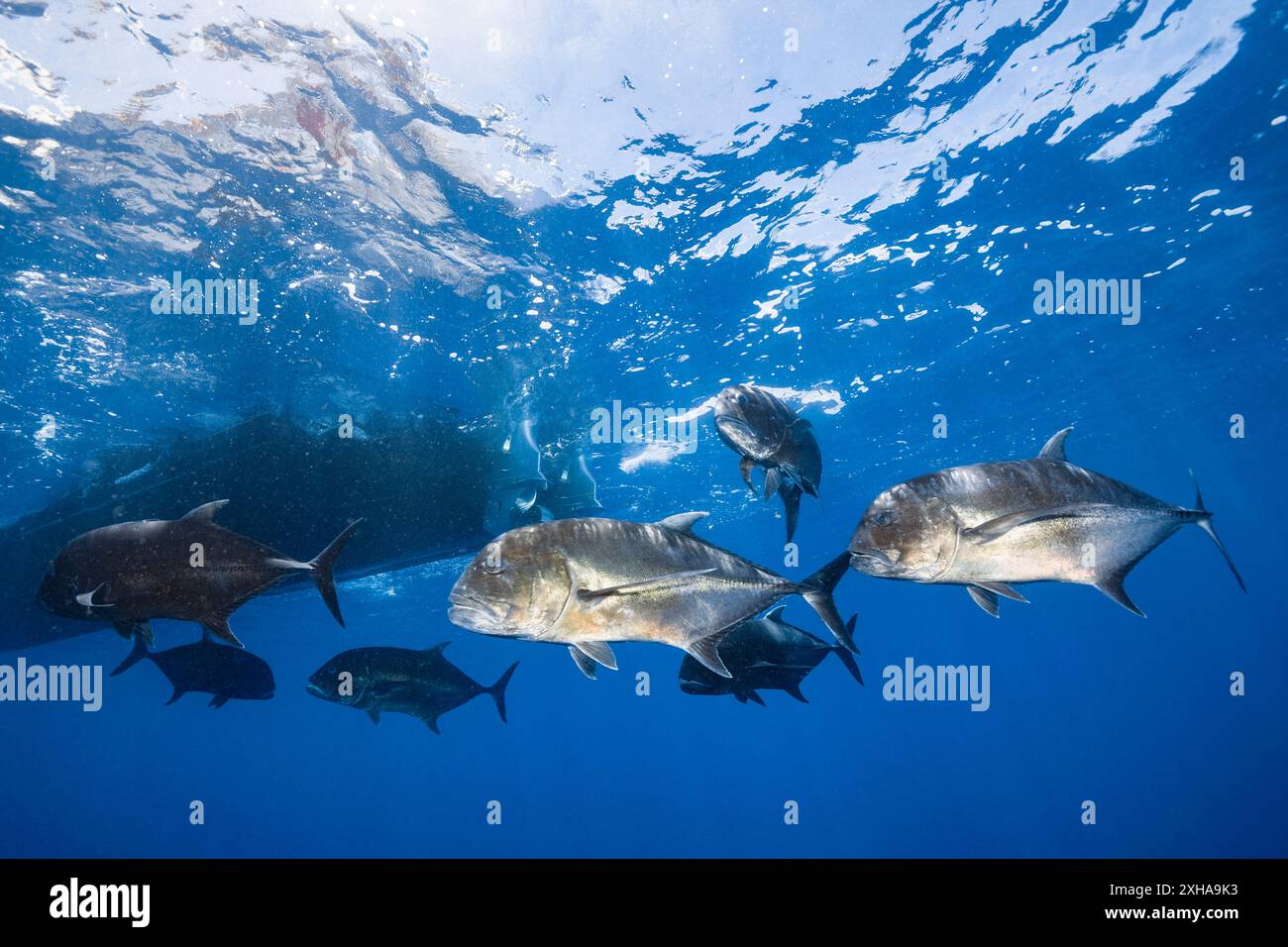 Giant trevally christmas island hi-res stock photography and images - Alamy
