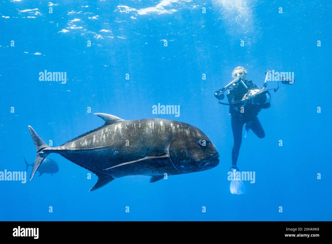 giant trevally, Caranx ignobilis, and scuba diver, Christmas Island ...