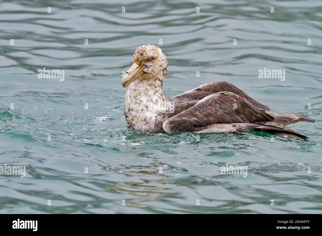 southern giant petrel, Macronectes giganteus, bathing in water, South ...