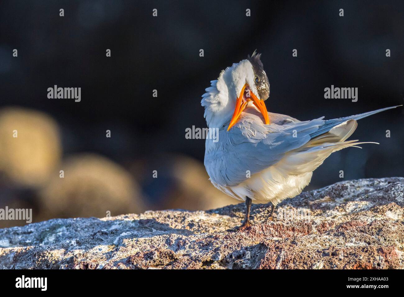 elegant tern, Thalasseus elegans, preening, Isla Rasa, Baja California ...