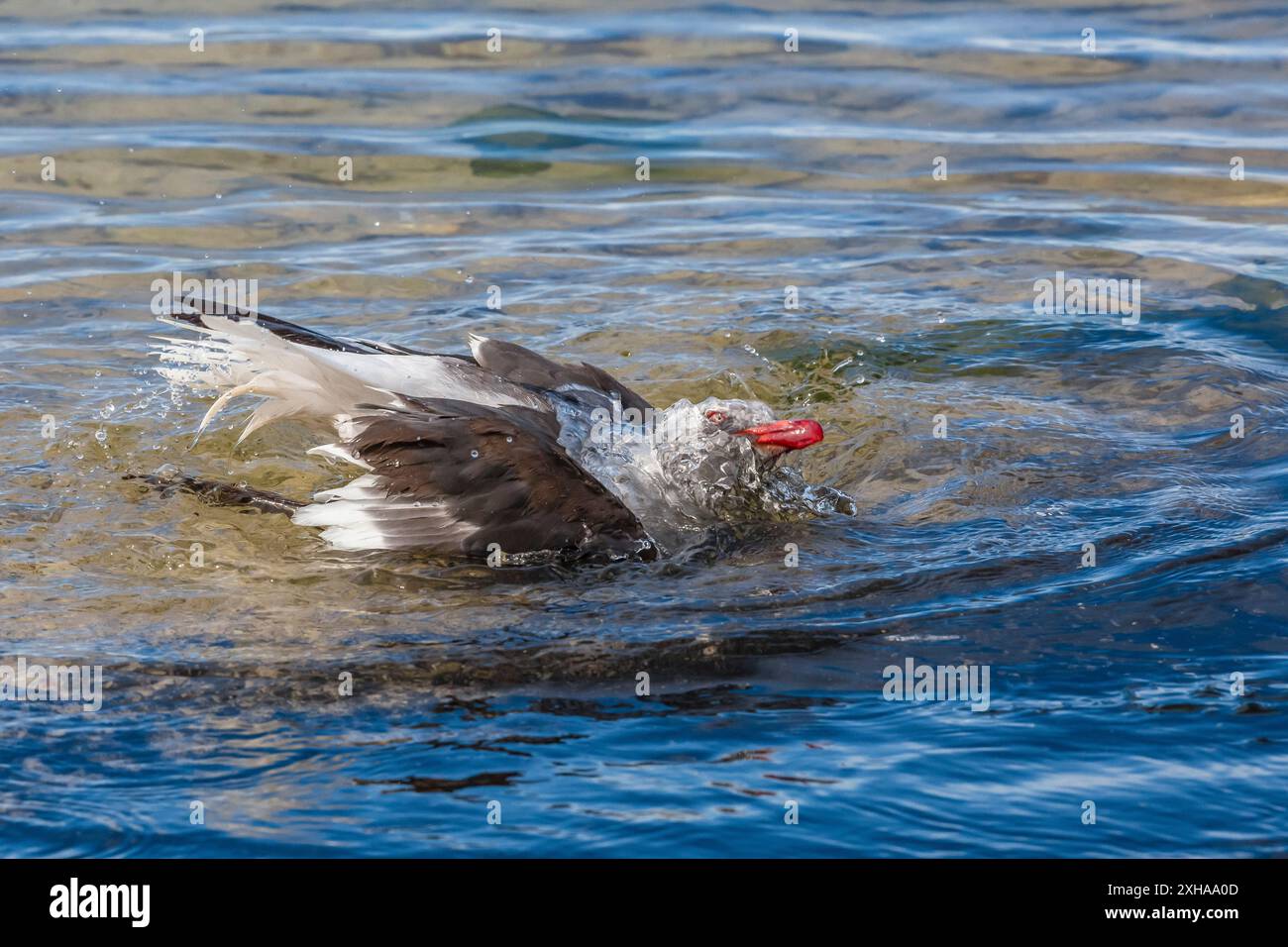 dolphin gull, Leucophaeus scoresbii, adult, bathing in shallow water at ...