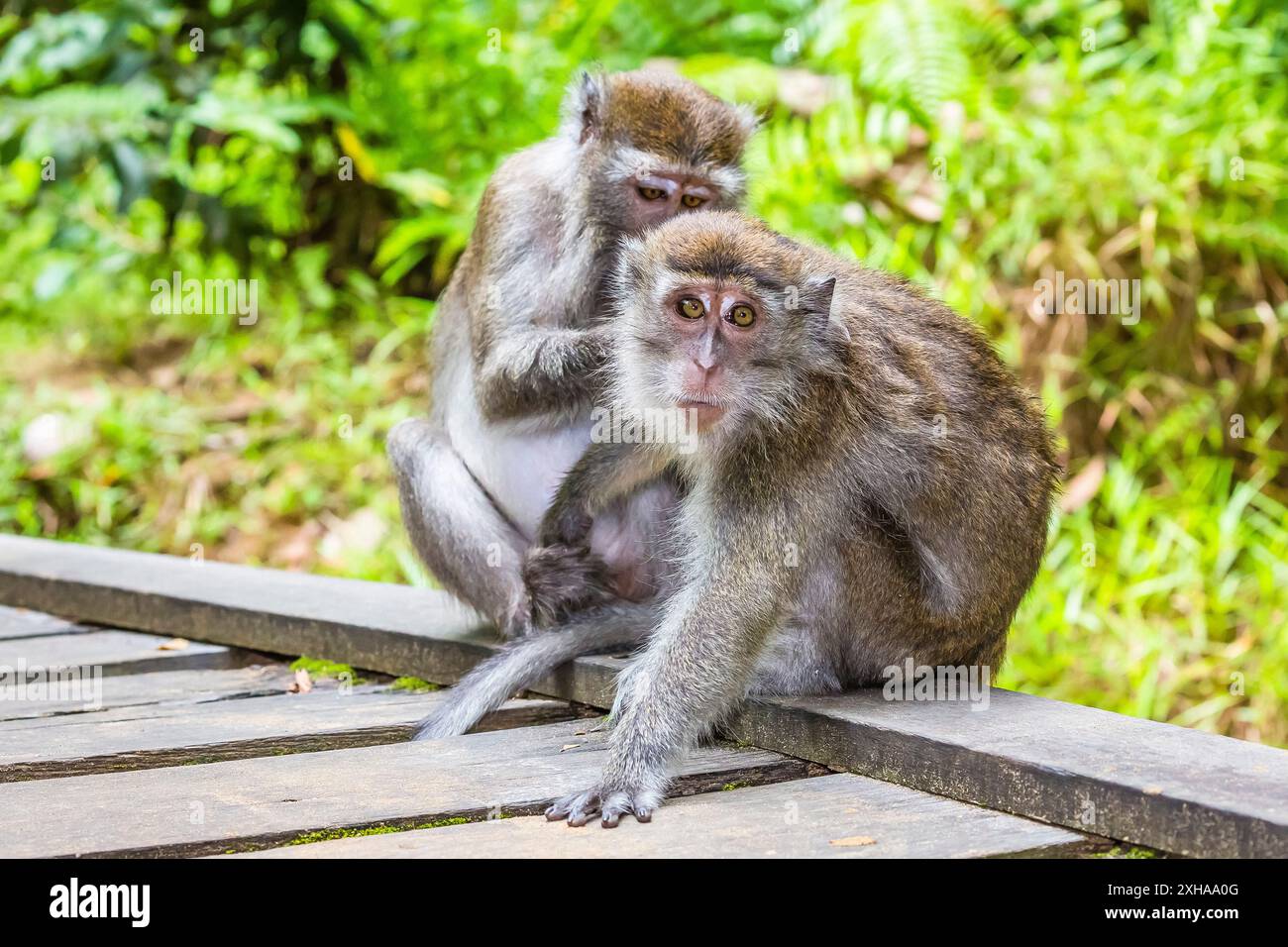 crab-eating macaque, long-tailed macaque, Macaca fascicularis, grooming ...