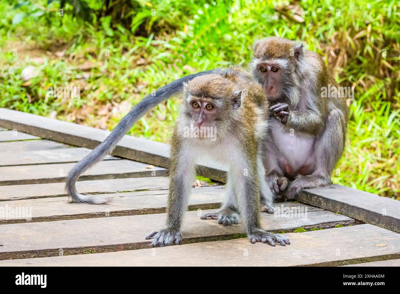 crab-eating macaque, long-tailed macaque, Macaca fascicularis, grooming ...