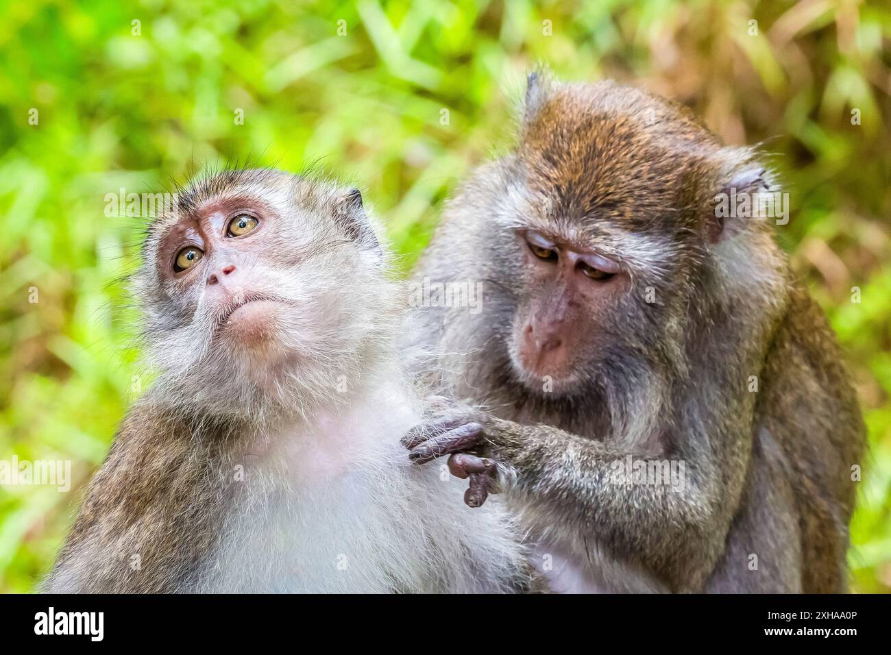 crab-eating macaque, long-tailed macaque, Macaca fascicularis, grooming ...