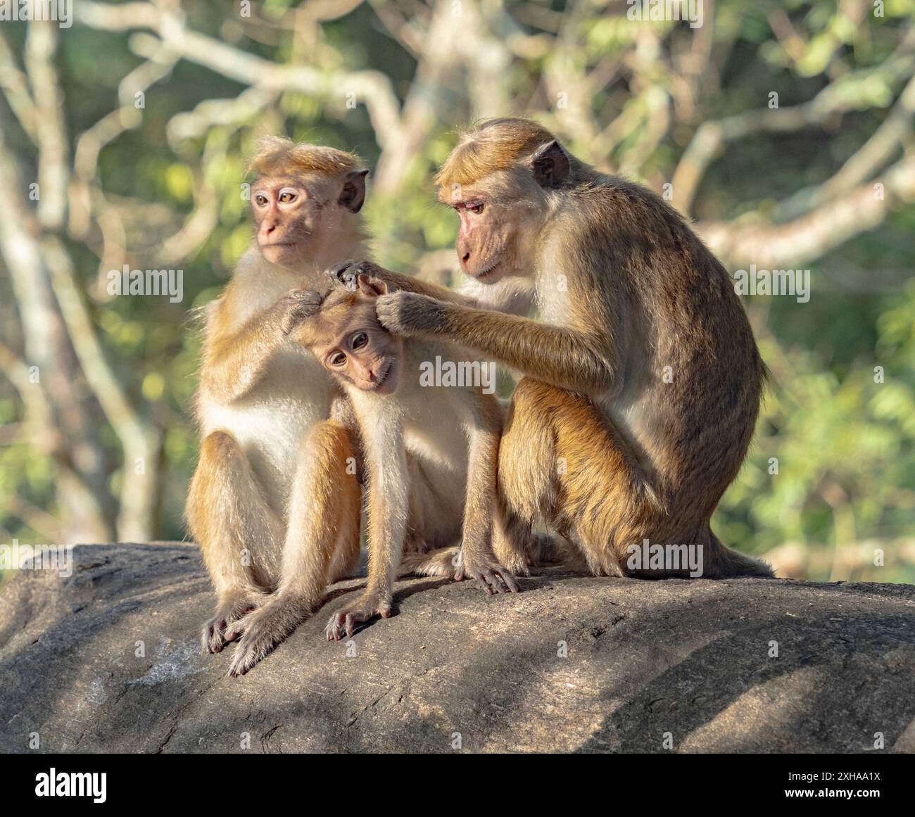 Toque macaque polonnaruwa hi-res stock photography and images - Alamy