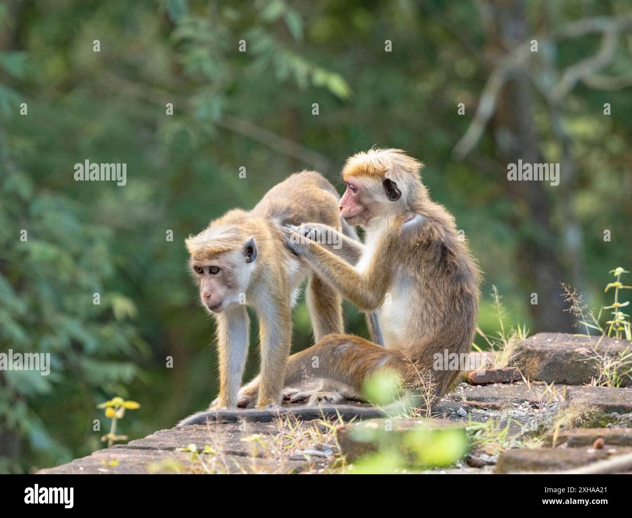 Toque macaque polonnaruwa hi-res stock photography and images - Alamy