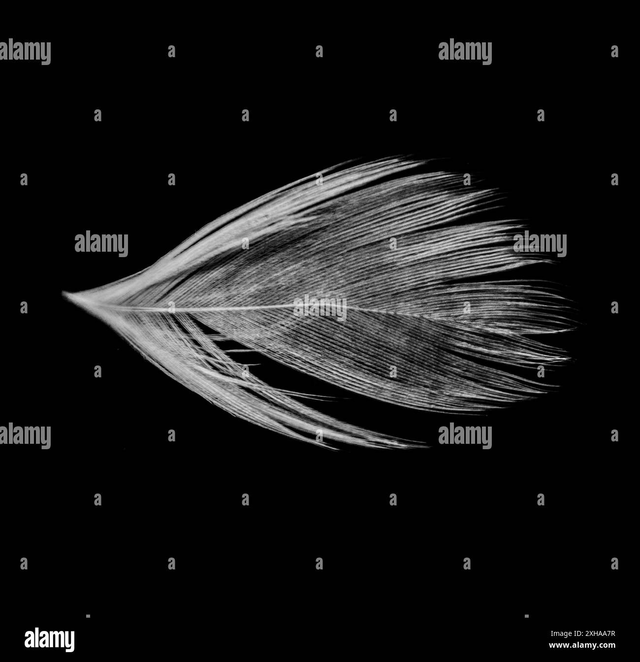 High contrast bird image Black and White Stock Photos & Images - Alamy