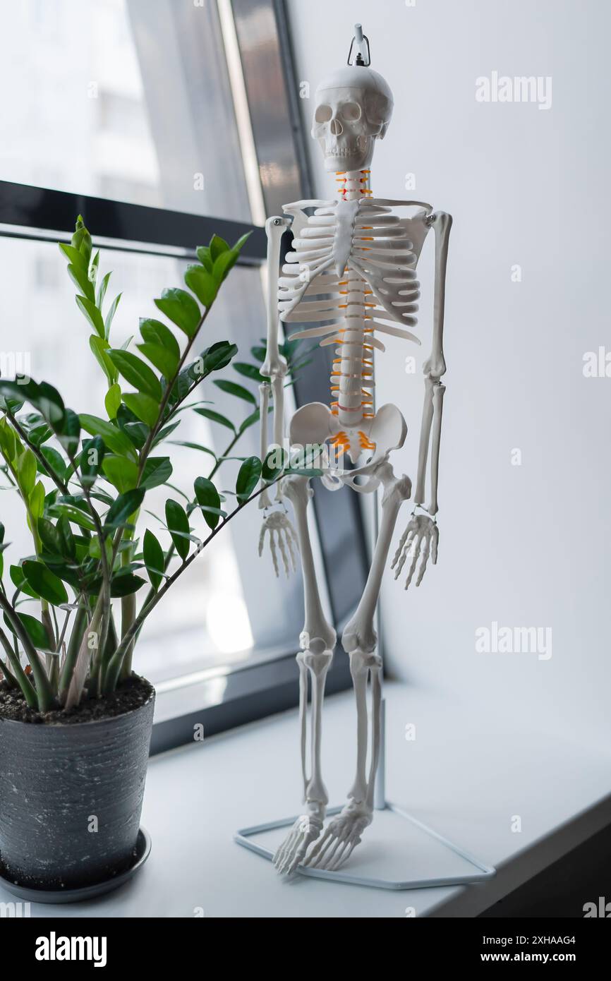 Model showing human skeleton anatomy for academic, medical, clinic ...