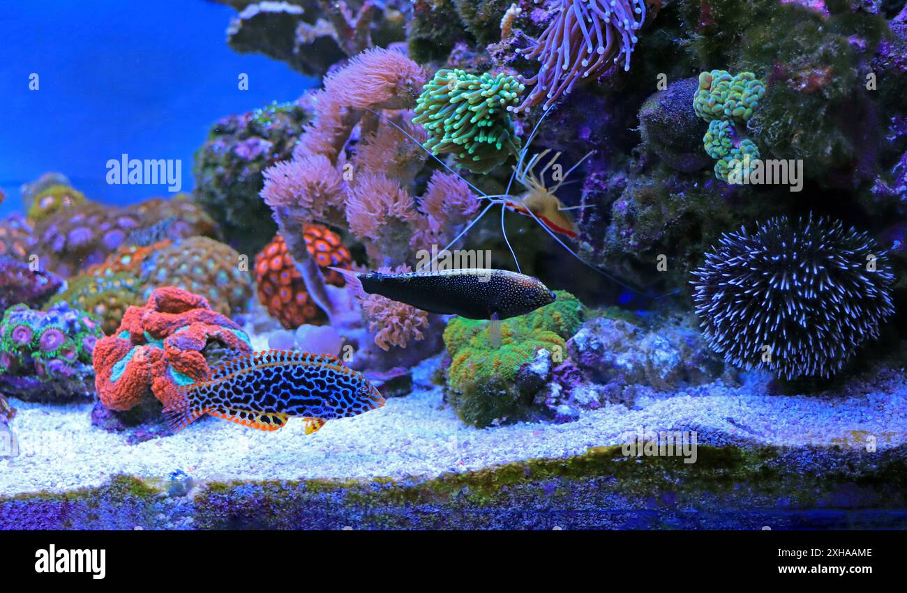 Black Leopard Wrasse - Macropharyngodon negrosensis Stock Photo - Alamy