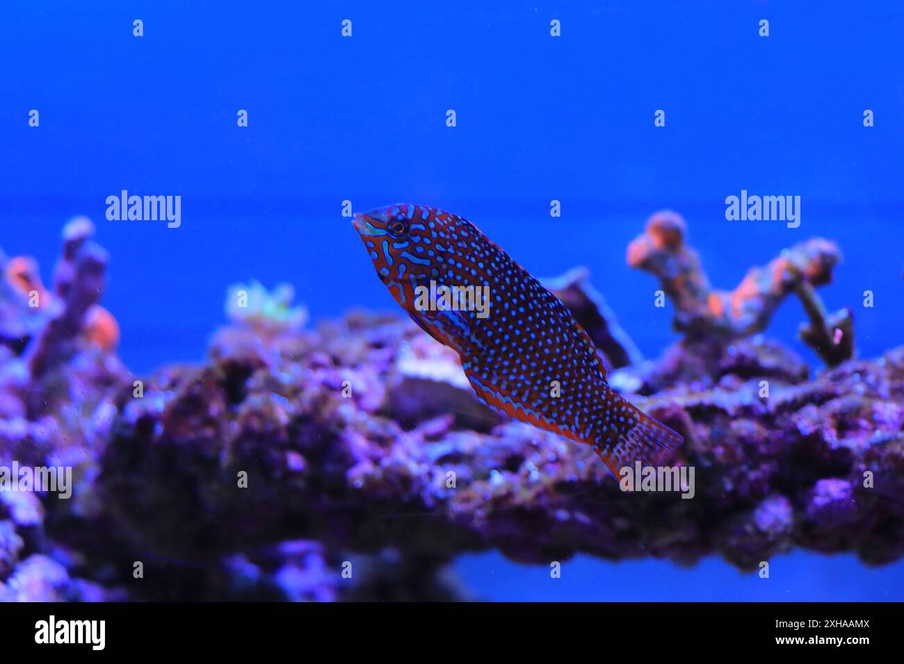 Ornate Leopard Wrasse - (Macropharyngodon ornatus Stock Photo - Alamy