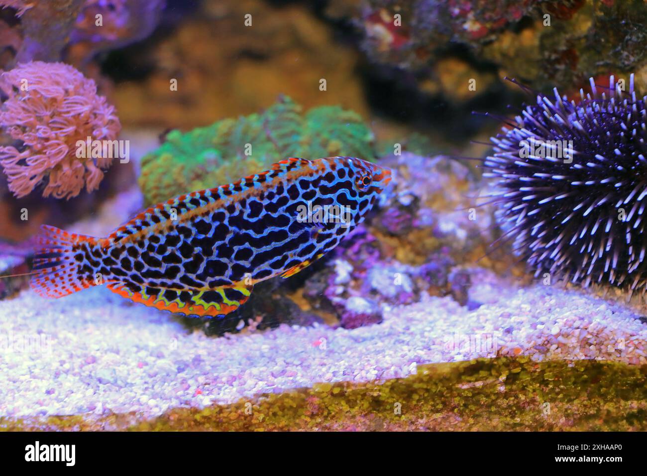 Black spotted Leopard Wrasse - (Macropharyngodon meleagris Stock Photo ...