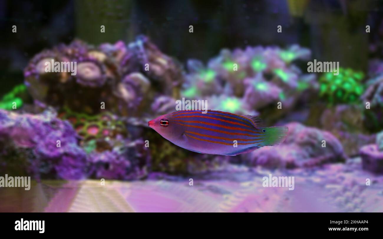 Six-line wrasse - Pseudocheilinus hexataenia Stock Photo - Alamy