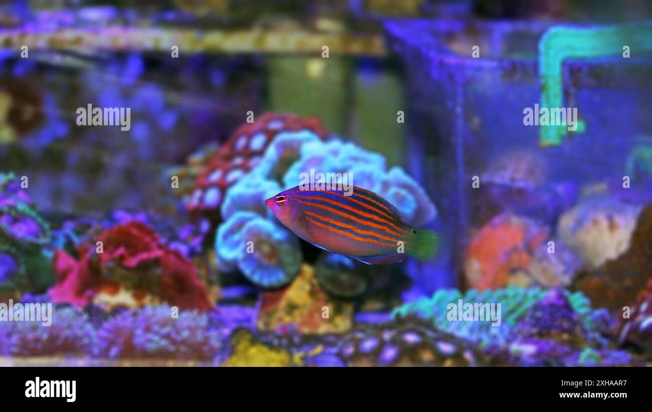 Six-line wrasse - Pseudocheilinus hexataenia Stock Photo - Alamy