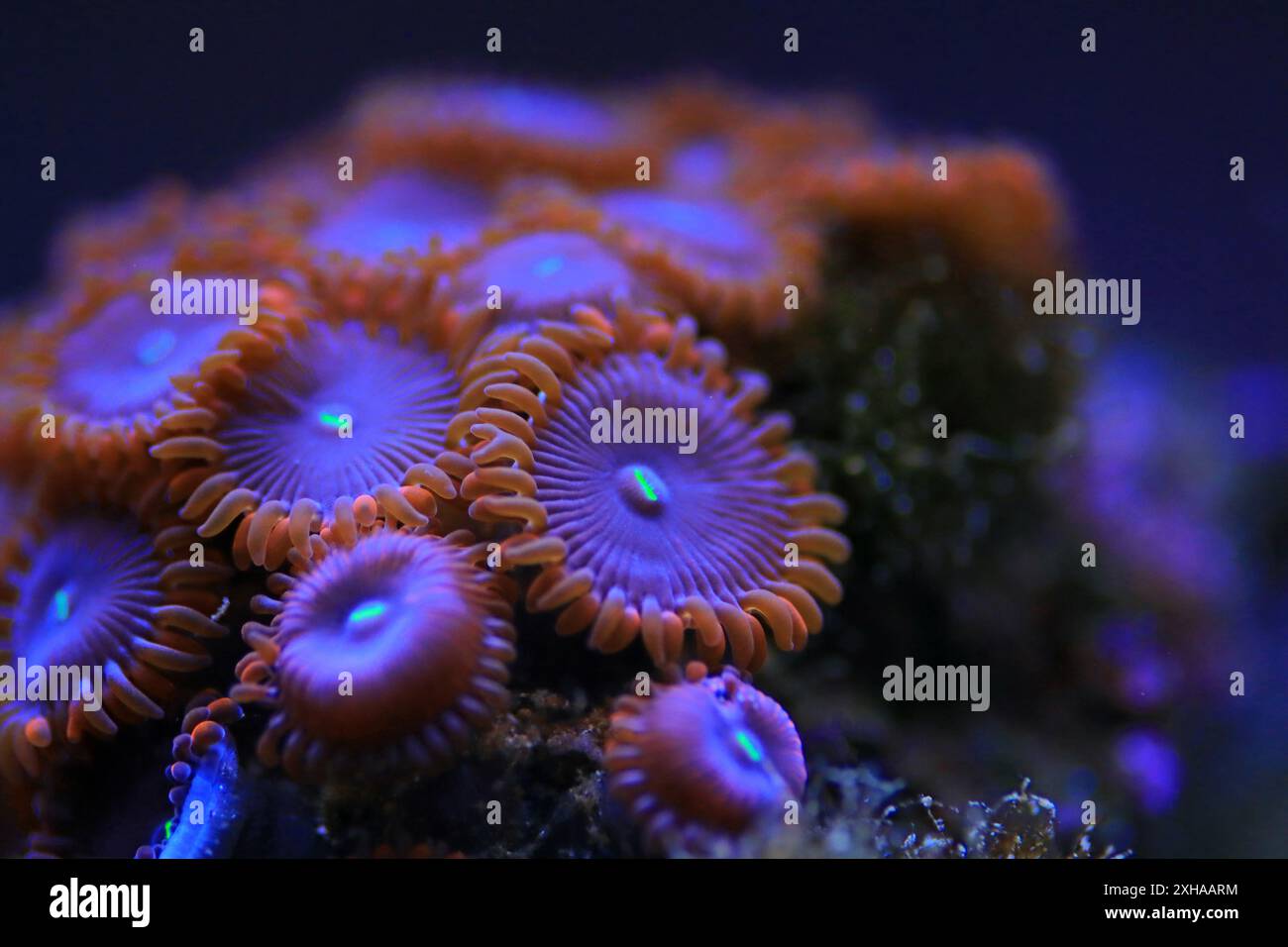 Zoanthids are one of the most colorful polyps in coral reef aquarium ...